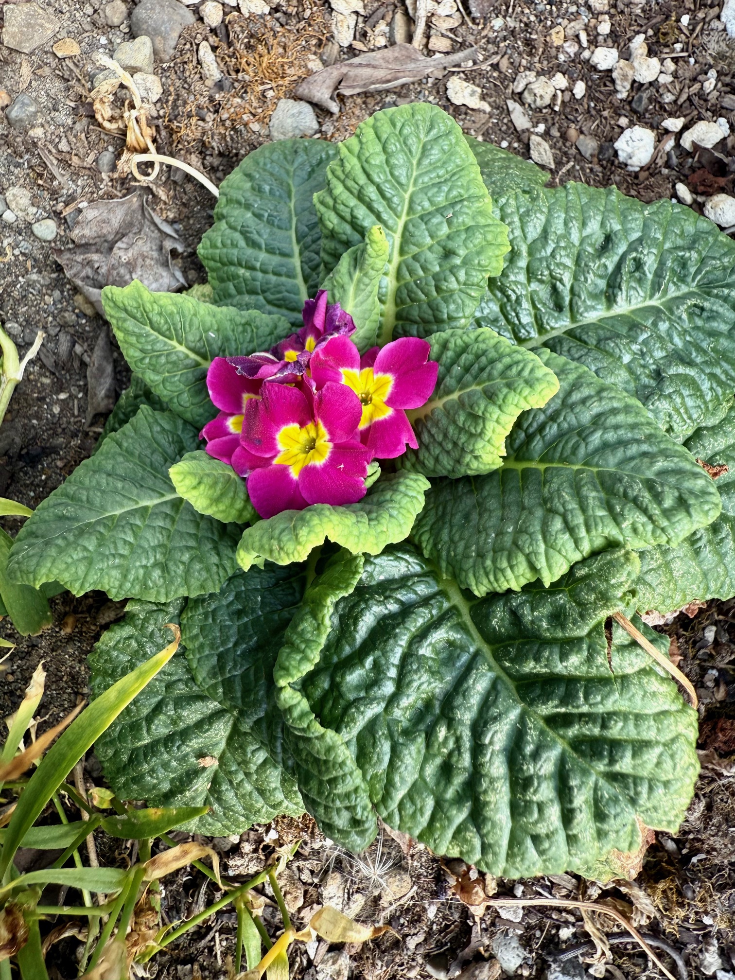 Restart – STARGAZER: