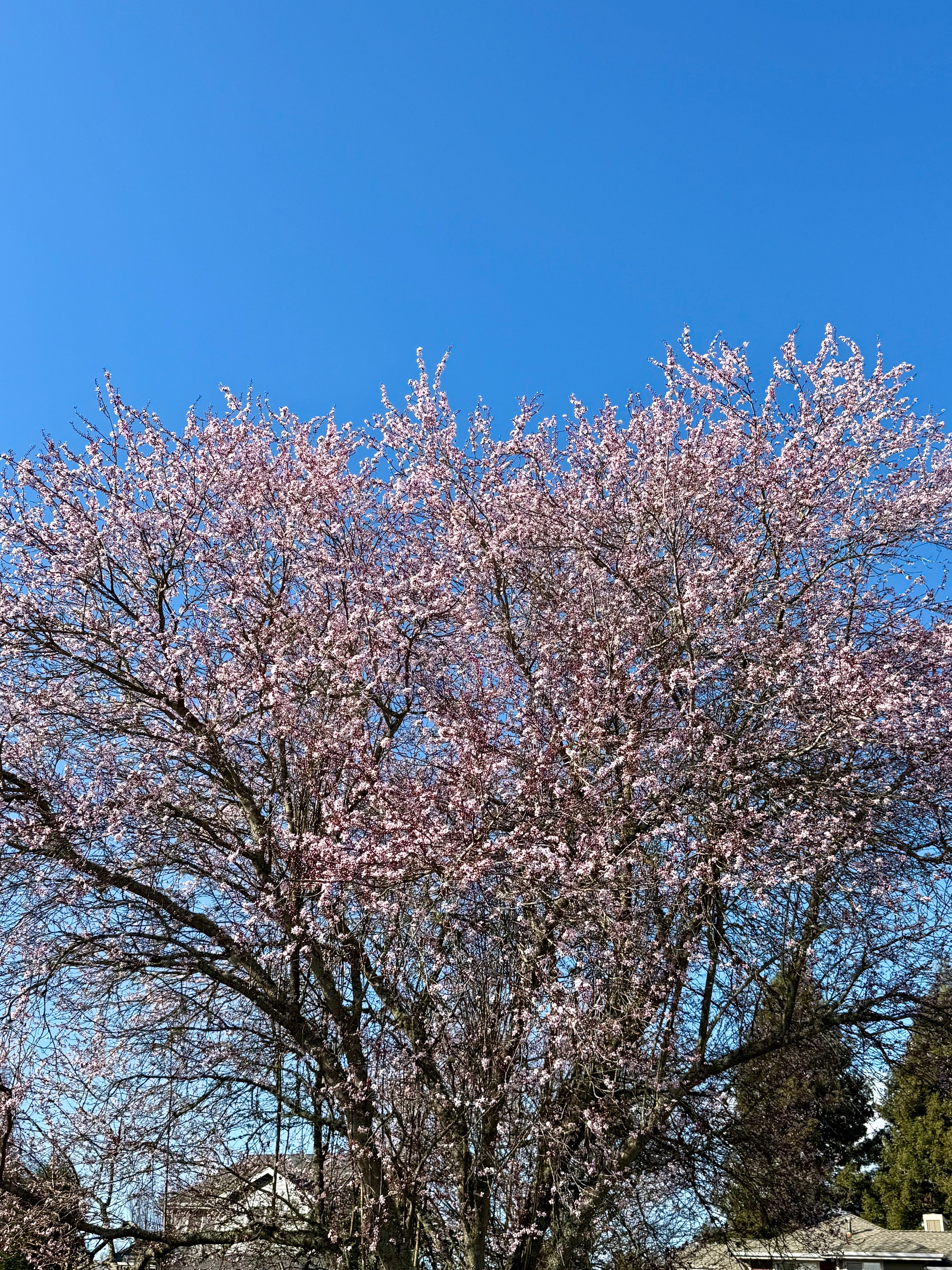False Spring – STARGAZER: